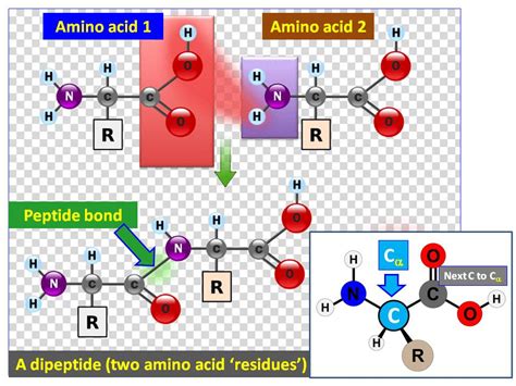 biochemistry what exactly makes a carbon atom α in a protein