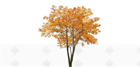 乔木su模型下载【id1172873258】知末su模型网