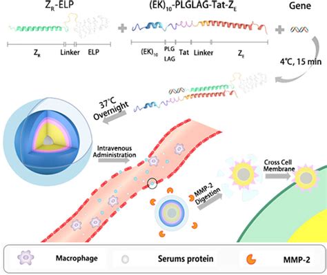 Construction Of Tumor Microenvironment‐responsive Gene Carriers Lin