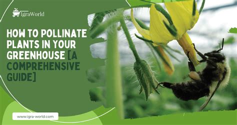 How To Pollinate Plants In Your Greenhouse A Comprehensive Guide
