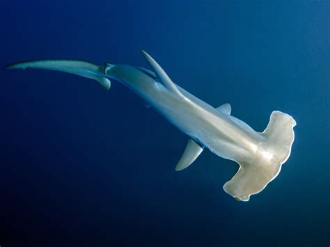 Hammerhead Sharks Hold Their Breath In Deeper Colder Waters