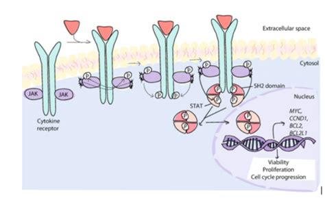 Cancer Biology And Cell Signaling Exam 1 Flashcards Quizlet
