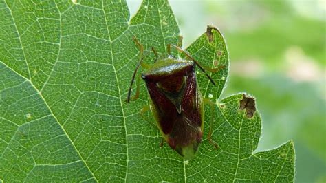 Birch Shield Bug Markeisingbirding