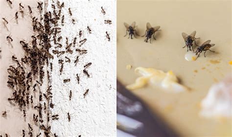 How To Deter Ants And Flies For Good With 1 Natural Kitchen Ingredient