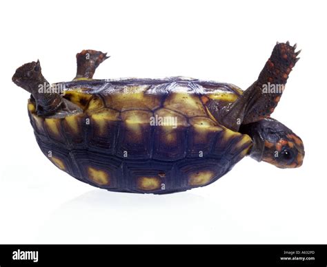Tortoise In Medieval Time
