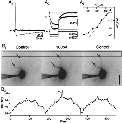 Membrane Depolarization Evoked Somatic And Proximal Dendritic Ca 2