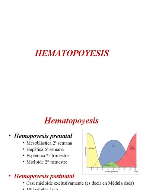 Lamina Hematopoyesis Pdf Hematopoyesis Fisiología