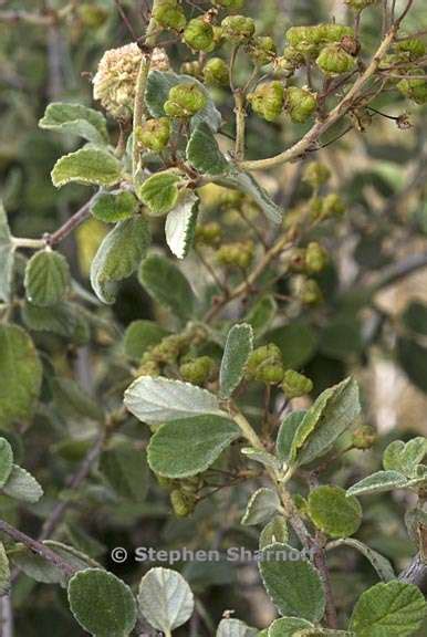 Ceanothus Tomentosus