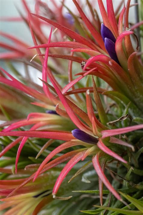 épiphyte Plante Dair Tillandsia Ionantha Rubra Avec Bourgeons Violets Photo Stock Image Du