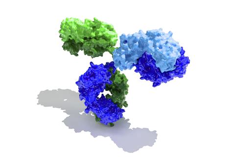 Affinity Avidity Igm Igg Serological Surveys And ‘antibody Passports Pursuit By The