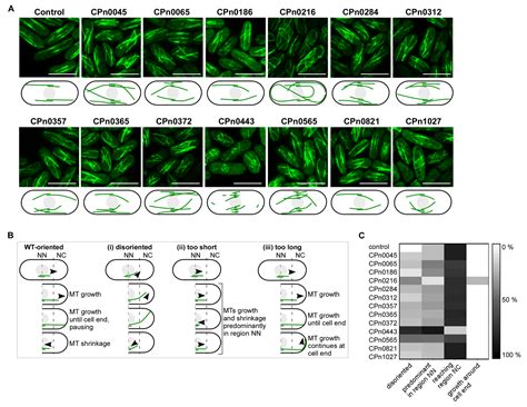 A Functional Yeast Based Screen Identifies The Host Microtubule