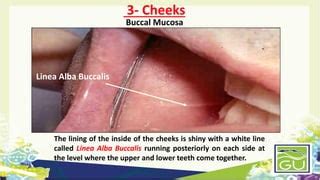 Dental Anatomy Lec 1pdf