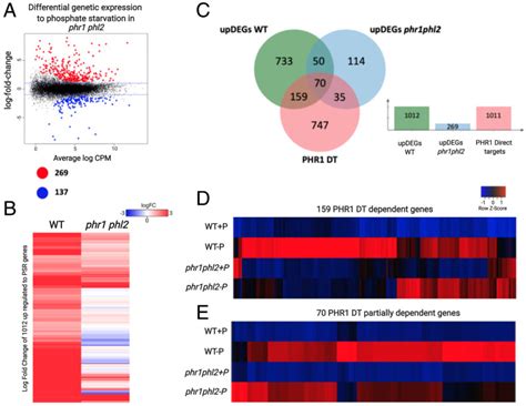 Genome Accessibility Dynamics In Response To Phosphate Limitation Is