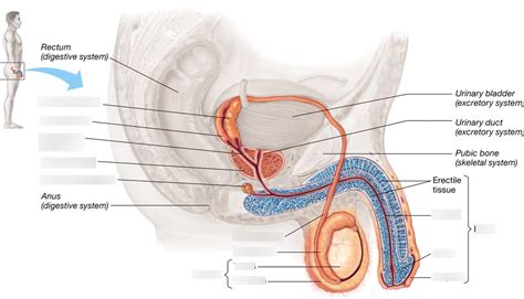 Bio 101 Exam 3 Male Reproductive System Labeling Sideview Diagram Quizlet