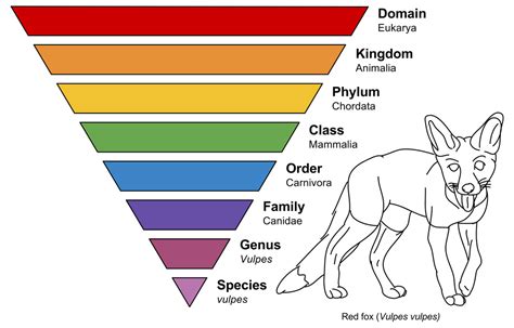 Classification Evolution