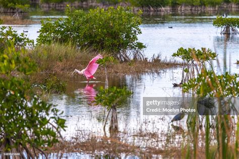 Roseate Spoonbill In The Marsh Everglades National Park High Res Stock
