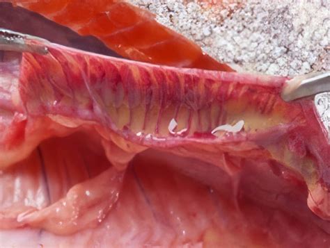 Patologías Gastrointestinales Enteritis Marcos Godoy