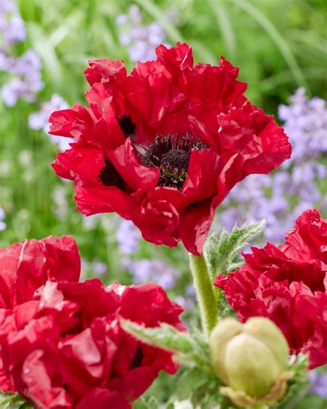 Papaver Red Rumble Plant Of The Year Contender 2024 Proctors Nursery