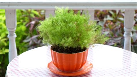 How To Plant Grow And Care For Statice