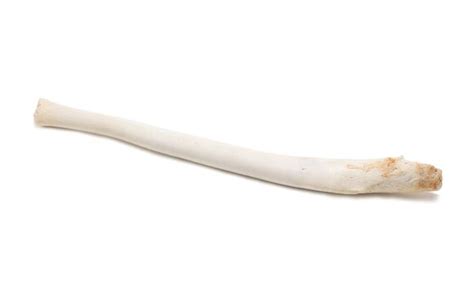 Bonhams A Walrus Baculum Or Penis Bone