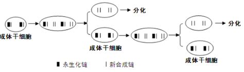 [题目]科学家们在研究成体干细胞的分裂时提出这样的假说 成体干细胞总是将含有相对古老的dna链 永生化链 的染色体分配给其中一个子代细胞 使其成为成体干细胞 同时将含有相对新的dna链染色体