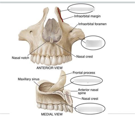 Maxillae Diagram Quizlet