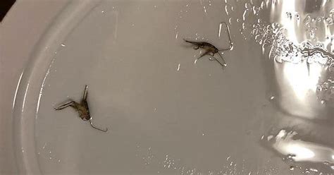 Exterminator Said This Was A Grasshopper I Dont Think It Is Found In