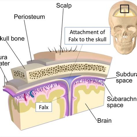Midline Structures Of Brain Highlighted In Red Rectangular Box [18] Download Scientific Diagram