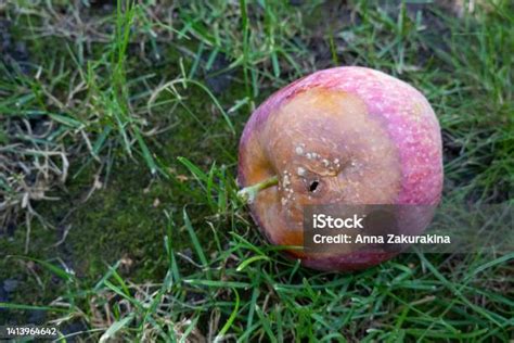 정원의 푸른 풀밭에 썩은 사과 버릇없는 사과의 나쁜 상태 수확 시간 먹기에 부적합 가을에 대한 스톡 사진 및 기타 이미지 가을 개념 개체 그룹 Istock