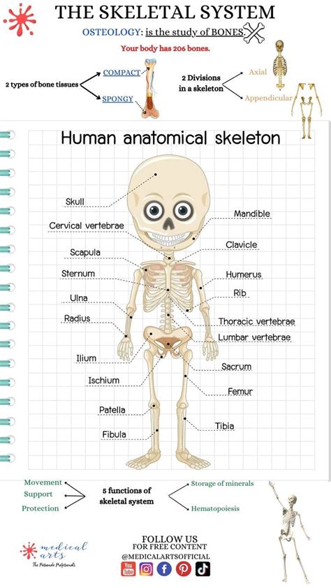 The Skeletal System Osteology Cheat Sheeta Quick Knowledge About
