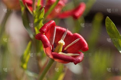 亚麻叶郁金香的花瓣，亚麻叶郁金香