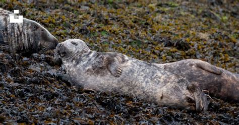 땅에 누워있는 두 개의 물개 사진 Unsplash의 무료 메이든콤 이미지