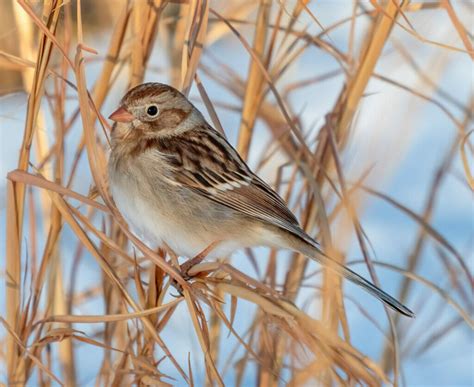 Types Of Sparrows Birdwatching