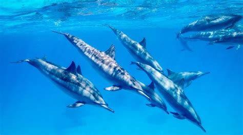 Deep South Of Egyptian Red Sea Divebooker Blog Scuba Diving Inspiration