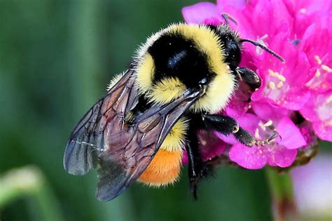 Orange Belted Bumble Bee Bombus Ternarius Bugguidenet