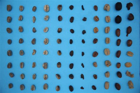 Green Beans Coffee Object Detection Dataset By Percobaan1