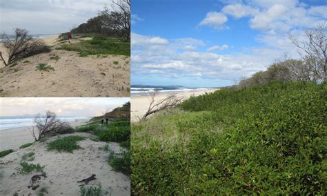 Grassy Head Volunteer Nursery Photos