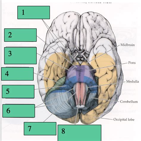 Clinical Correlations Brainstem Lesions Flashcards Quizlet