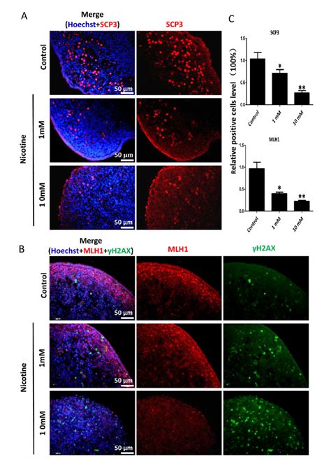 Dose Dependent Decrease Or Increase Of The Number Of Meiotic Germ Cells