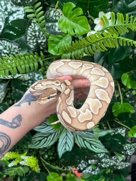 Butter Royal Python Birmingham Reptiles