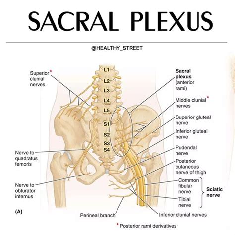 Sacral Nerves