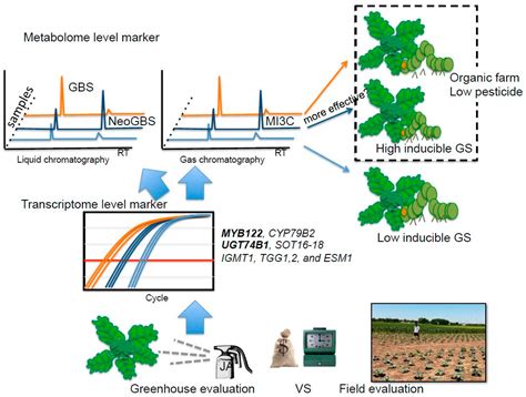 Ijms Free Full Text Transcriptome And Metabolome Analyses Of