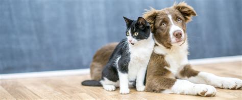 Dechra Global Dechra Veterinary Products Nz