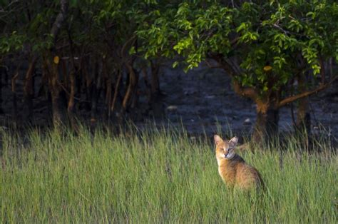 Mangrove And Wildlife