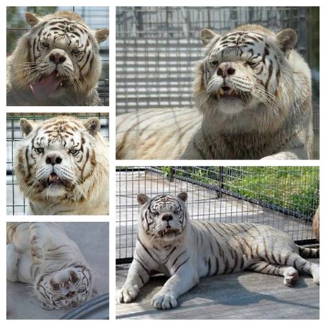 Kenny A White Tiger With Down Syndrome Pics