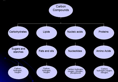 Bio Test 2 Diagram Quizlet