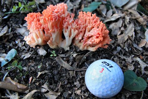 Ramaria Sp A Photo On Flickriver