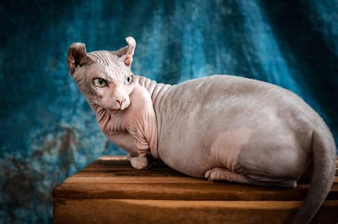 50000 Free Cats Hairless And Cat Images Pixabay