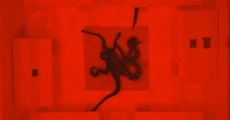 Pythons Have Surprising Social Lives The New York Times