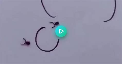 Bugs Vs T H E L I N E Album On Imgur